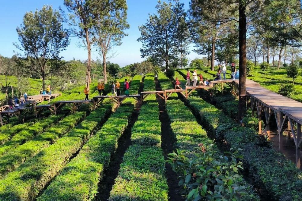 Gunung Mas Tea Bridge: Lokasi, harga tiket, dan daya tarik