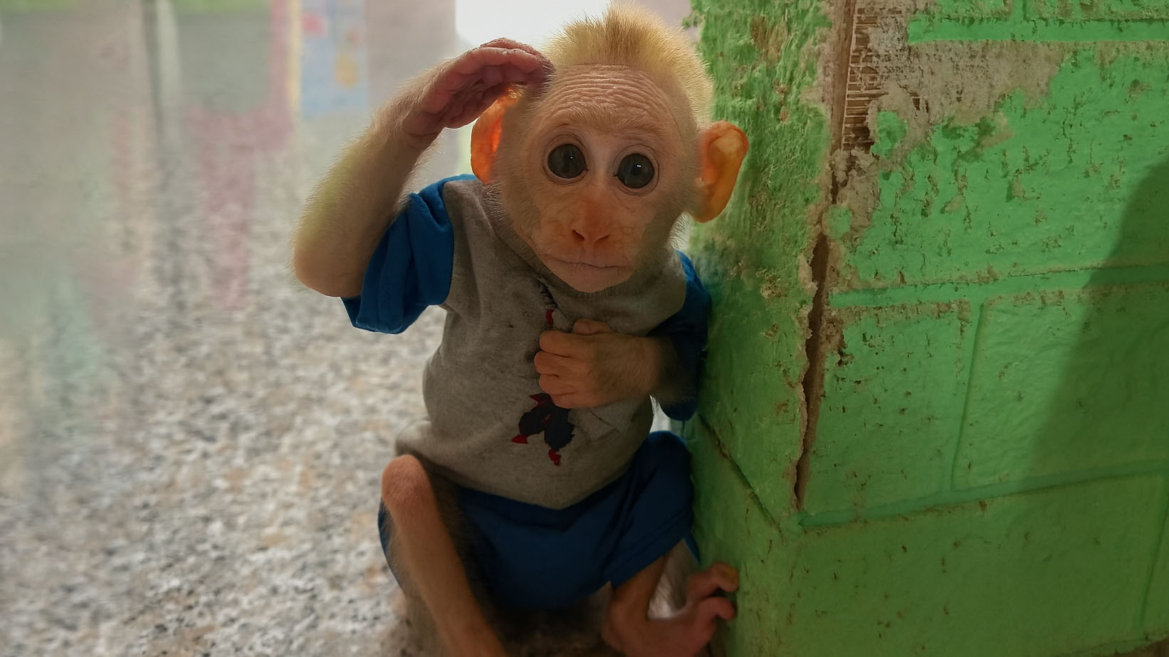 Baby monkey shocked after learning Cutis’ funny secret