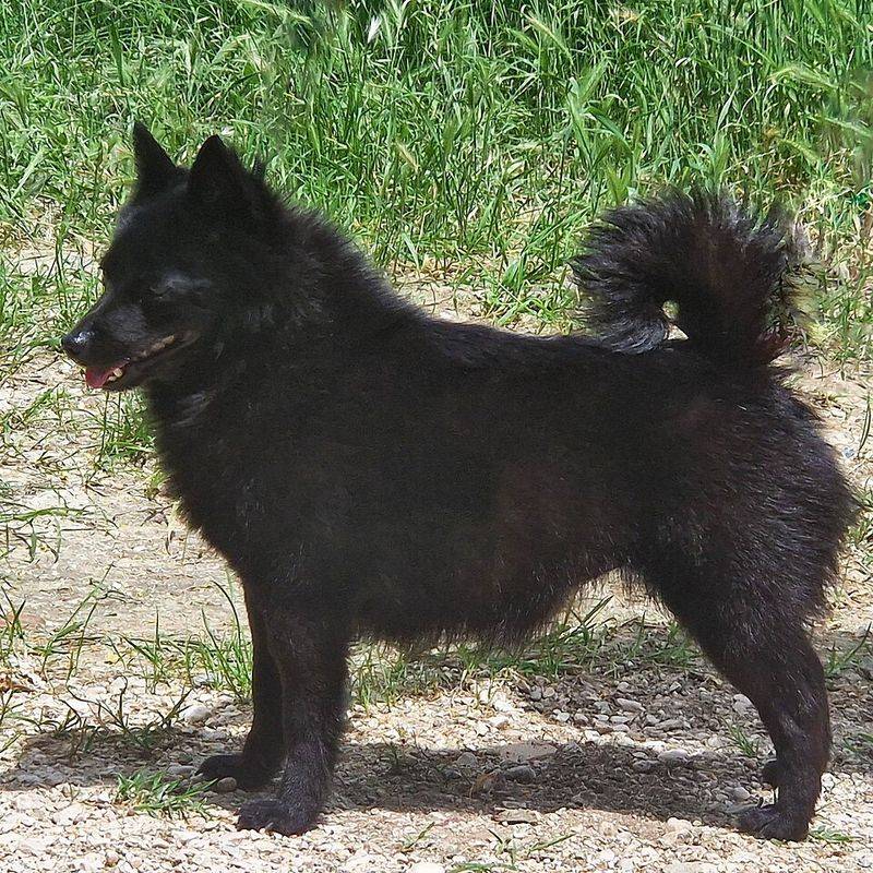 15 dog breeds that form intense bonds with just one toy or object