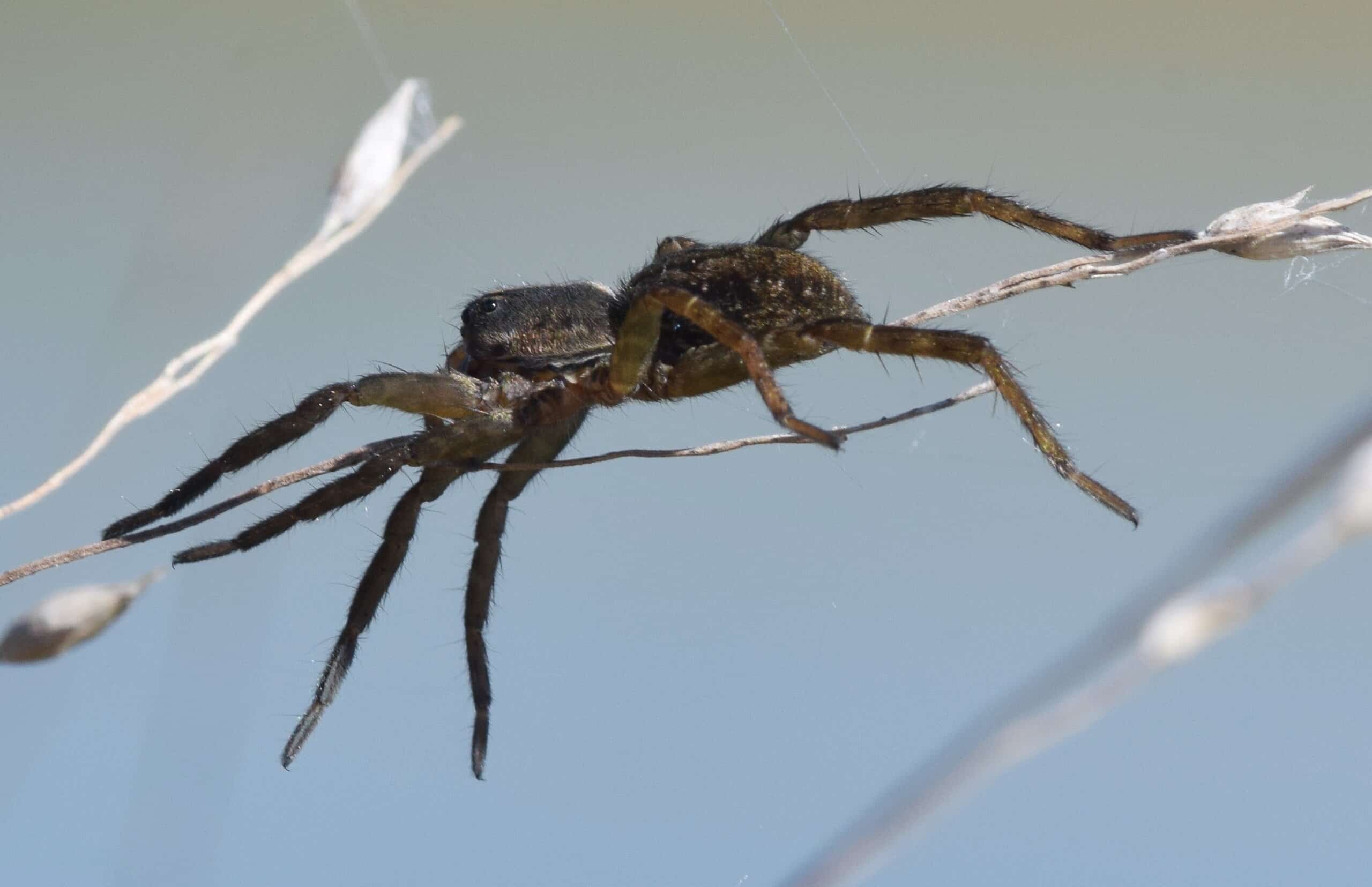 The natural antifreeze that helps spiders endure the cold