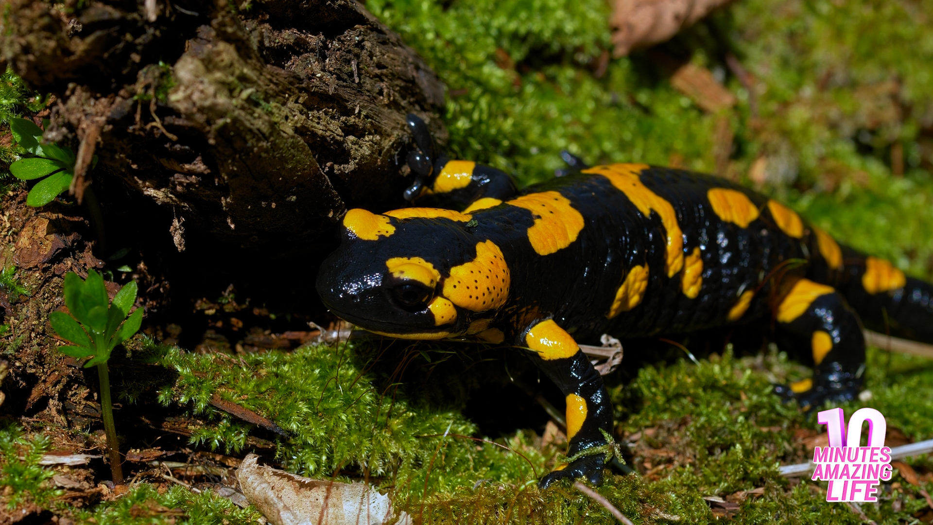 I filmed a salamander crossing the forest floor