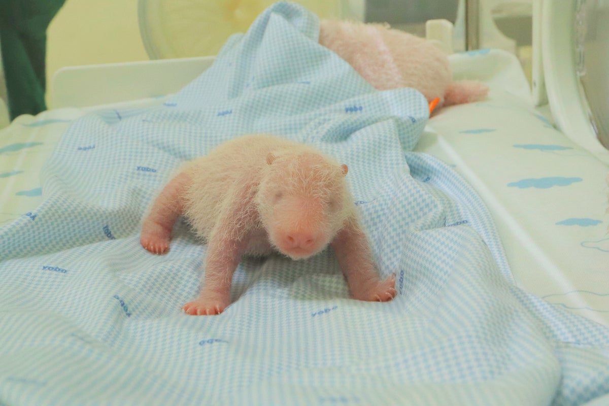 Zoológico en la isla de Java publica fotos del primer cachorro de panda ...