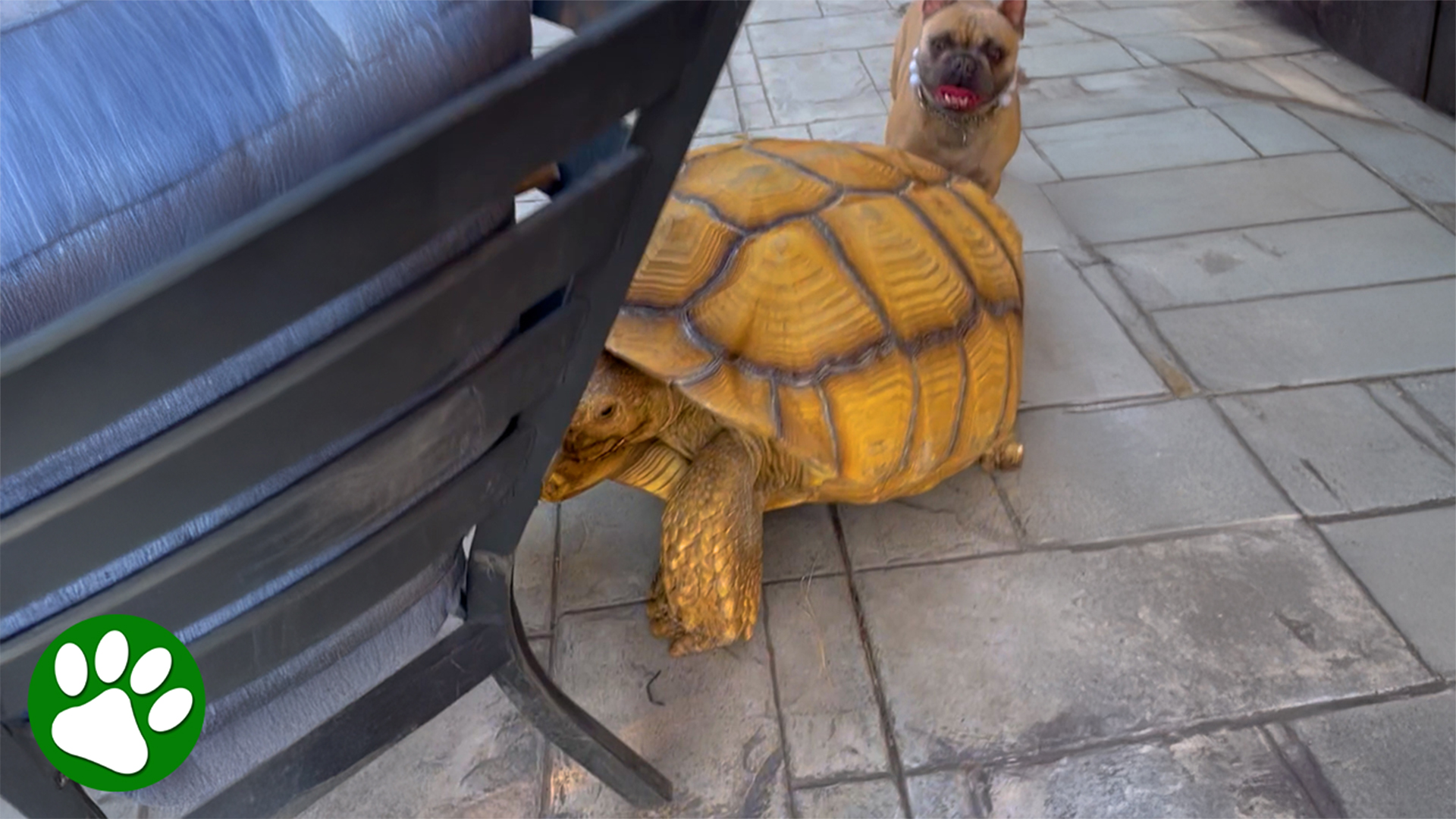 Unstoppable tortoise rushes to save his stuck ball