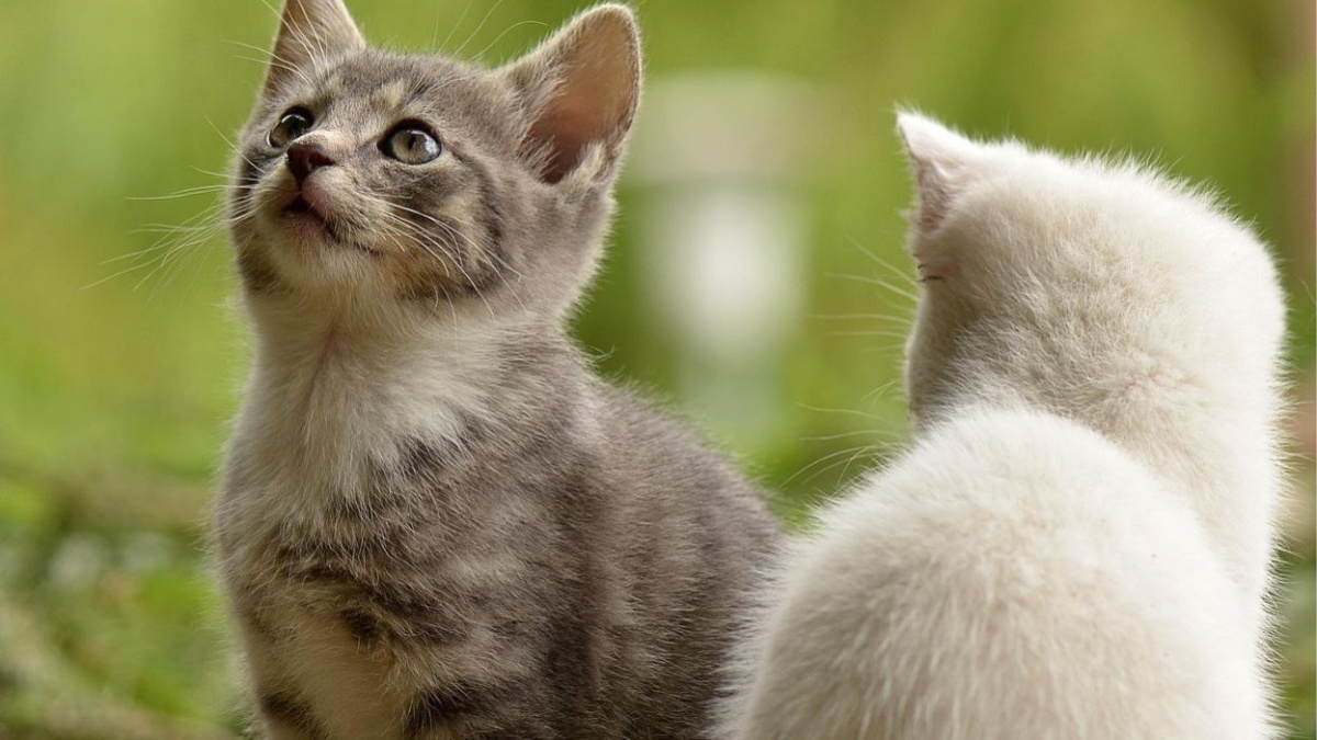 7 signs that your cat sees you as a mother, not as an owner