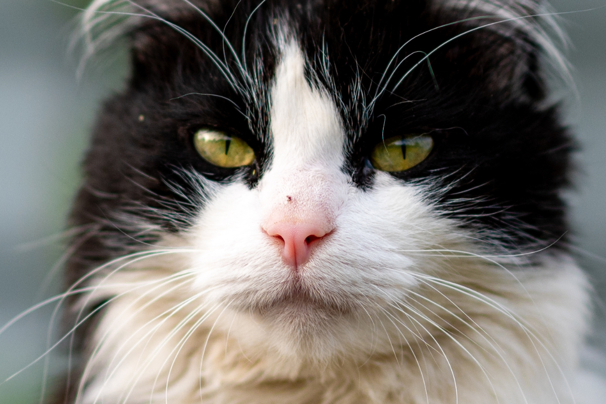 Rescued cat’s transformation from feral to fabulous is heartwarming