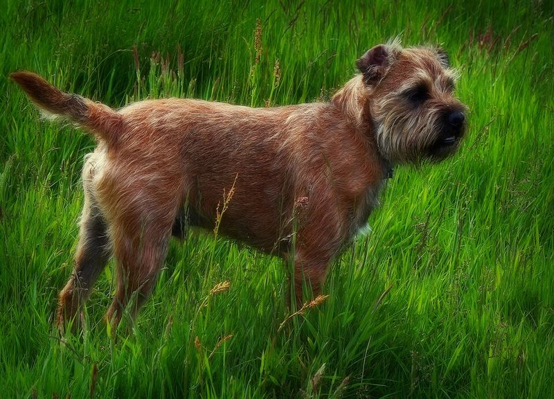 15 dog breeds that form intense bonds with just one toy or object