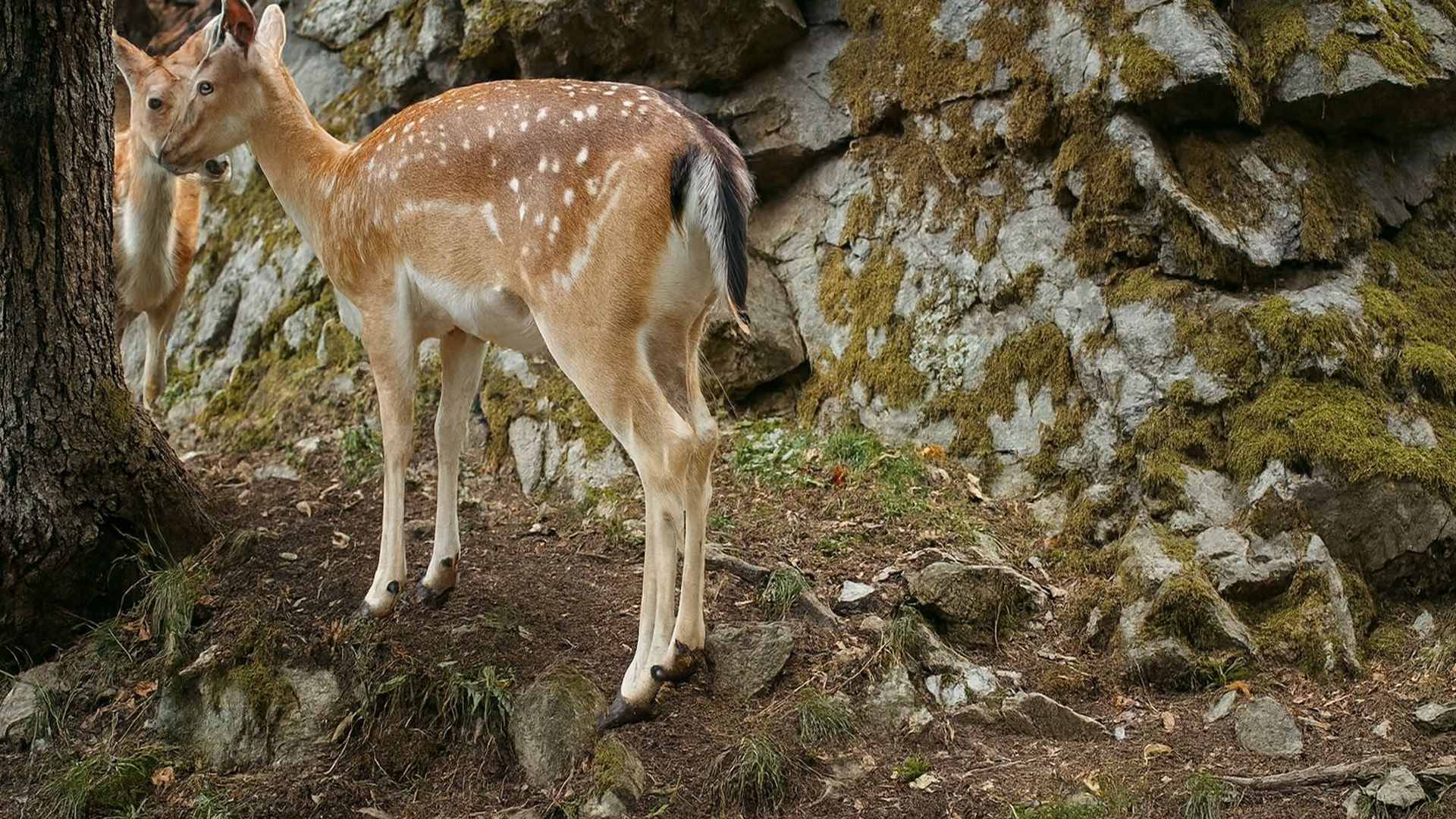 Trail camera caught this by the river