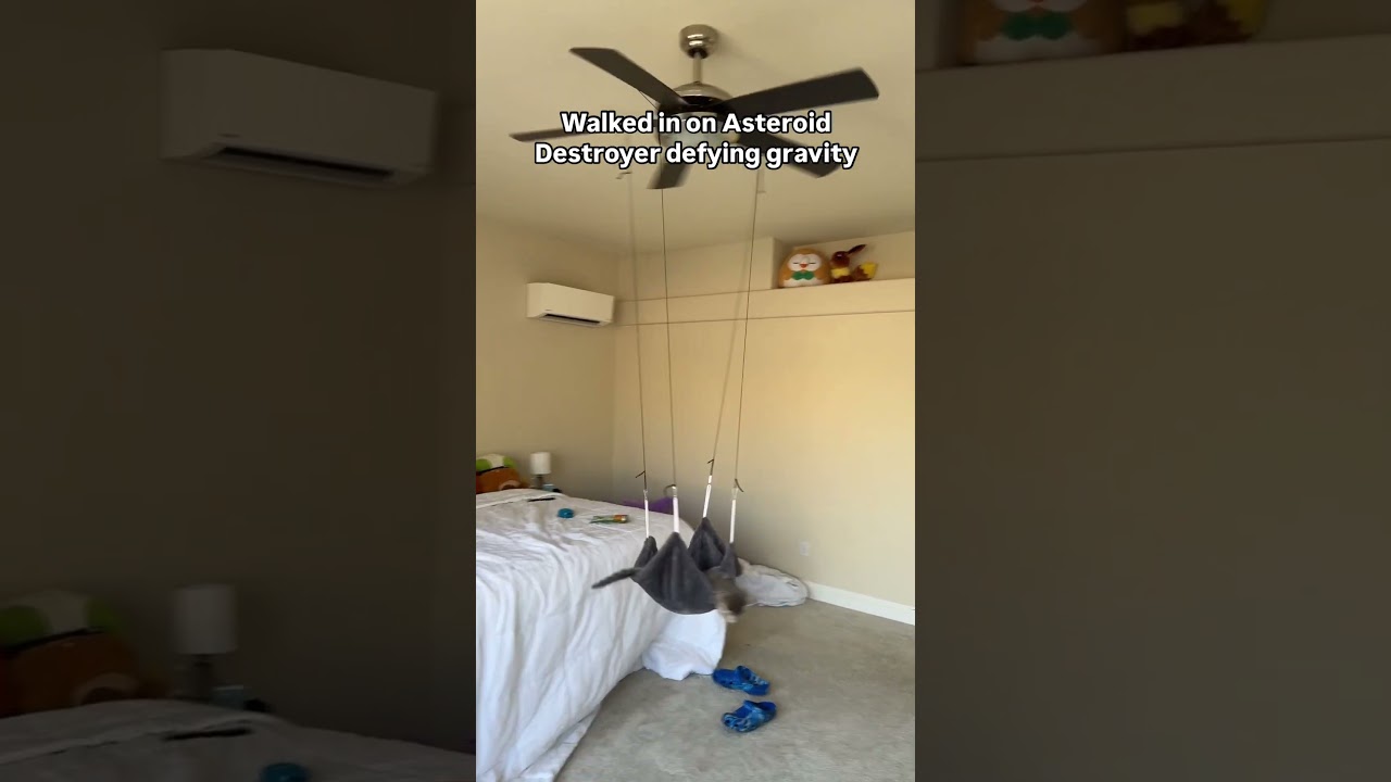 Wicked cat defies gravity with wild acrobatic stunt