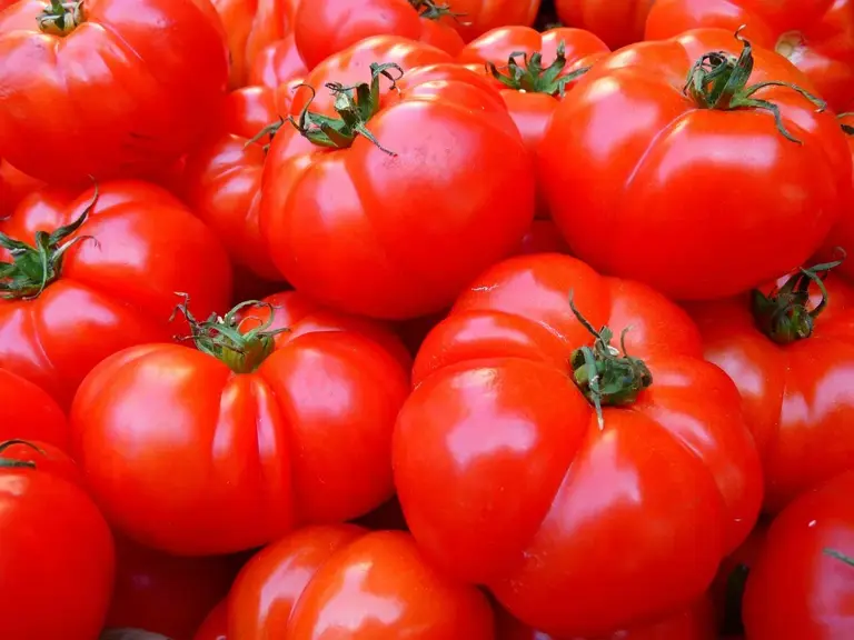 Why tomatoes tasted better decades ago - and how science hopes to fix it