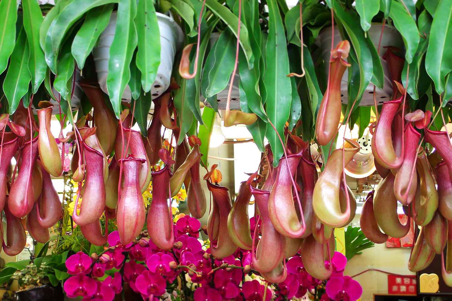Nepenthes: guida completa alla coltivazione della pianta carnivora con ...