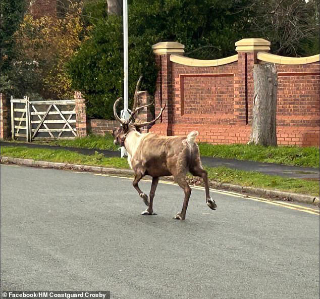 Runaway reindeer sparks major search operation after fleeing from ...