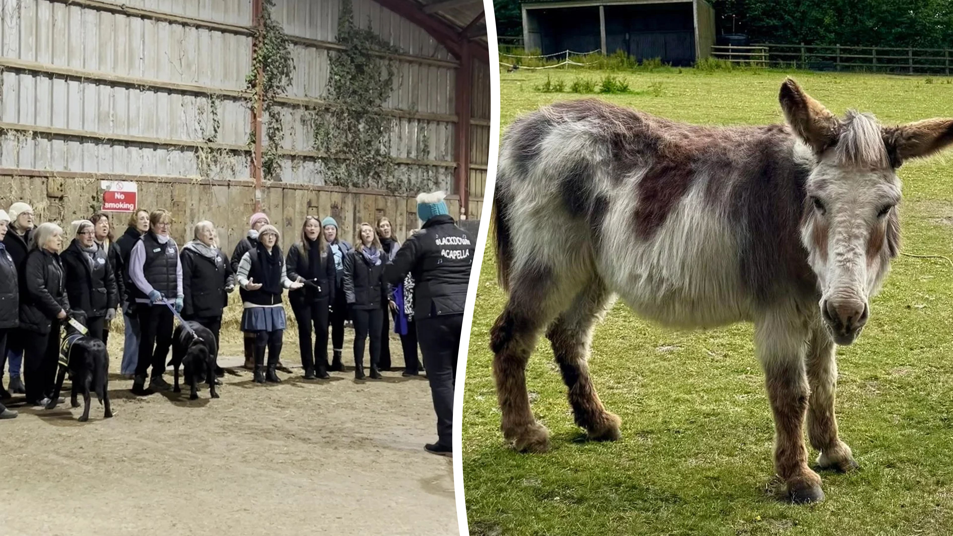 Hilarious video shows donkey joining in with acapella group singing ...