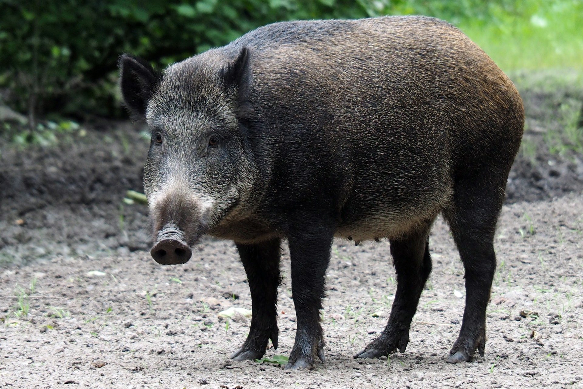 Europe under threat: Rapid spread of deadly swine fever