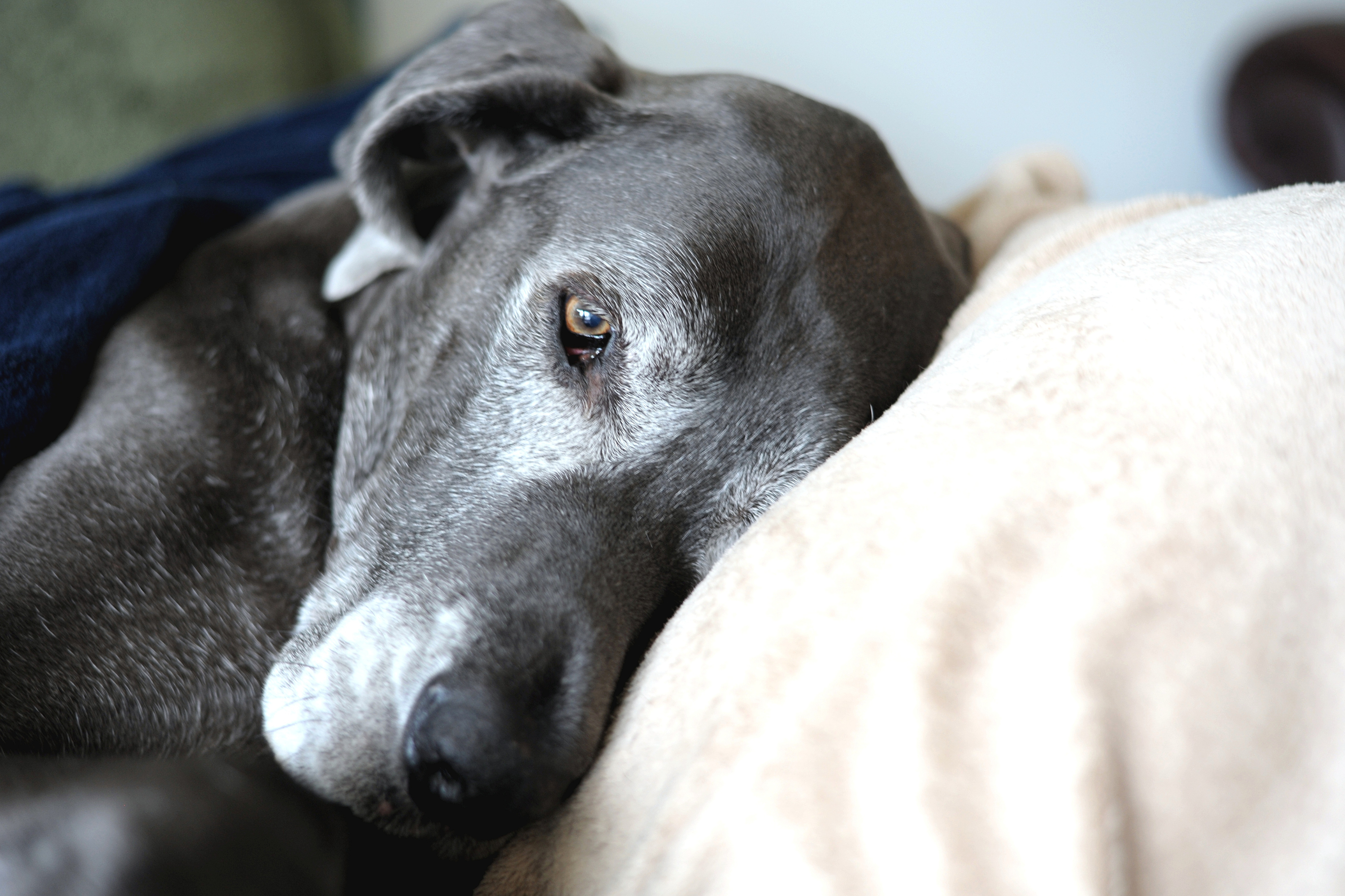 What is dog dementia, and how can you spot the signs in your pet?