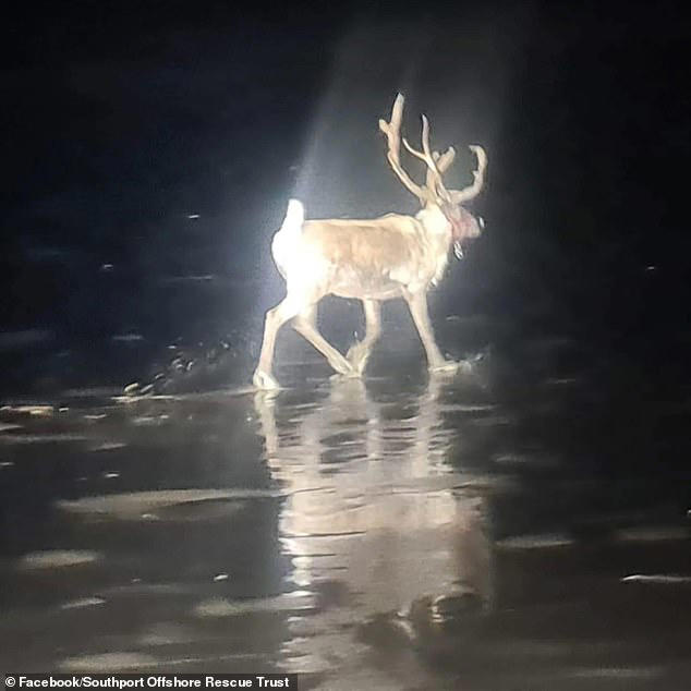 Runaway reindeer sparks major search operation after fleeing from ...