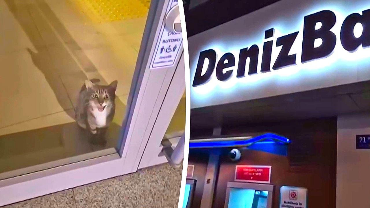 Police responding to bank alarm discover a 'cat burglar'