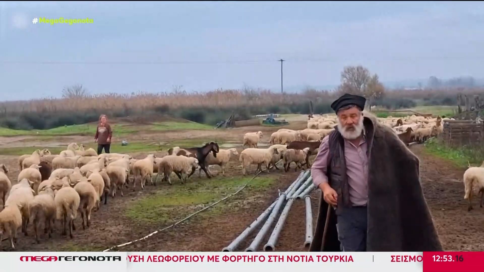 Κατέρρευσε ο κτηνοτρόφος που αποχαιρέτησε με δάκρυα τα 450 πρόβατά του