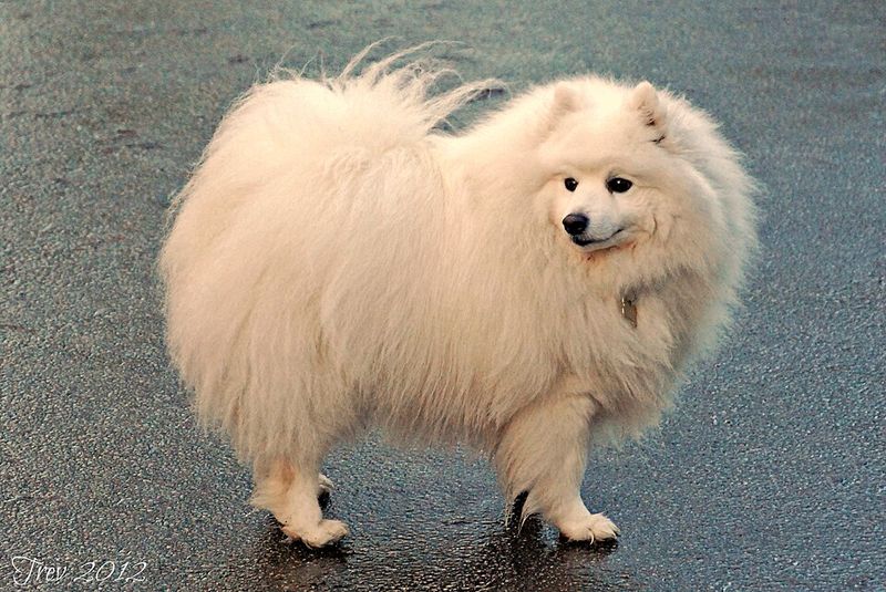 14 dog breeds that can't relax until you do