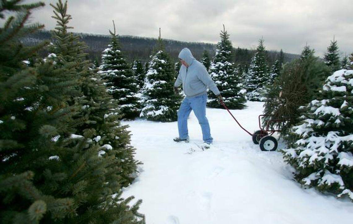 What goes into Christmas tree production in Centre County? Here's a look