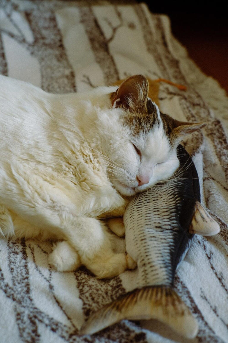 The loss of a pet can be devastating. This new website by the Ontario ...