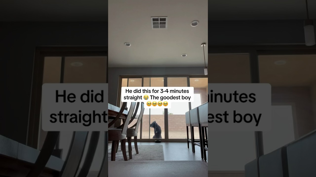 Hidden camera captures dog opening the sliding glass doors