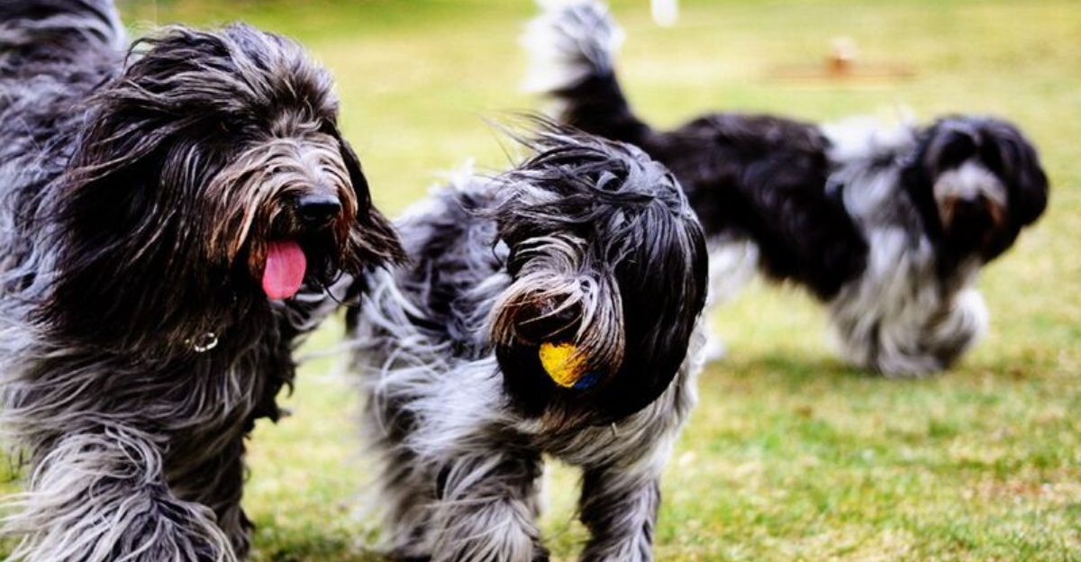 14 dog breeds that can't relax until you do