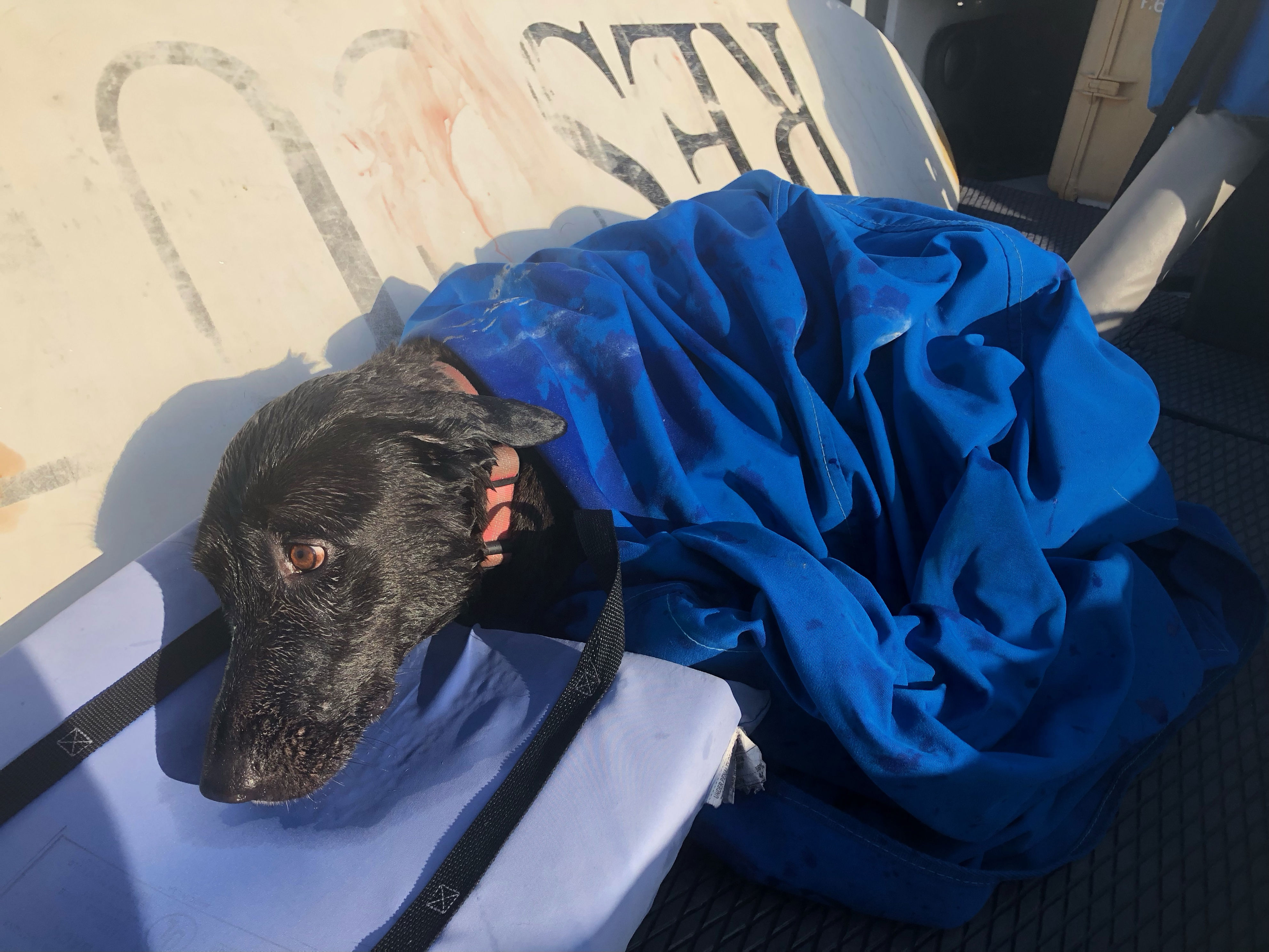 Lifeguards save dog swept nearly a mile out to sea by rip current