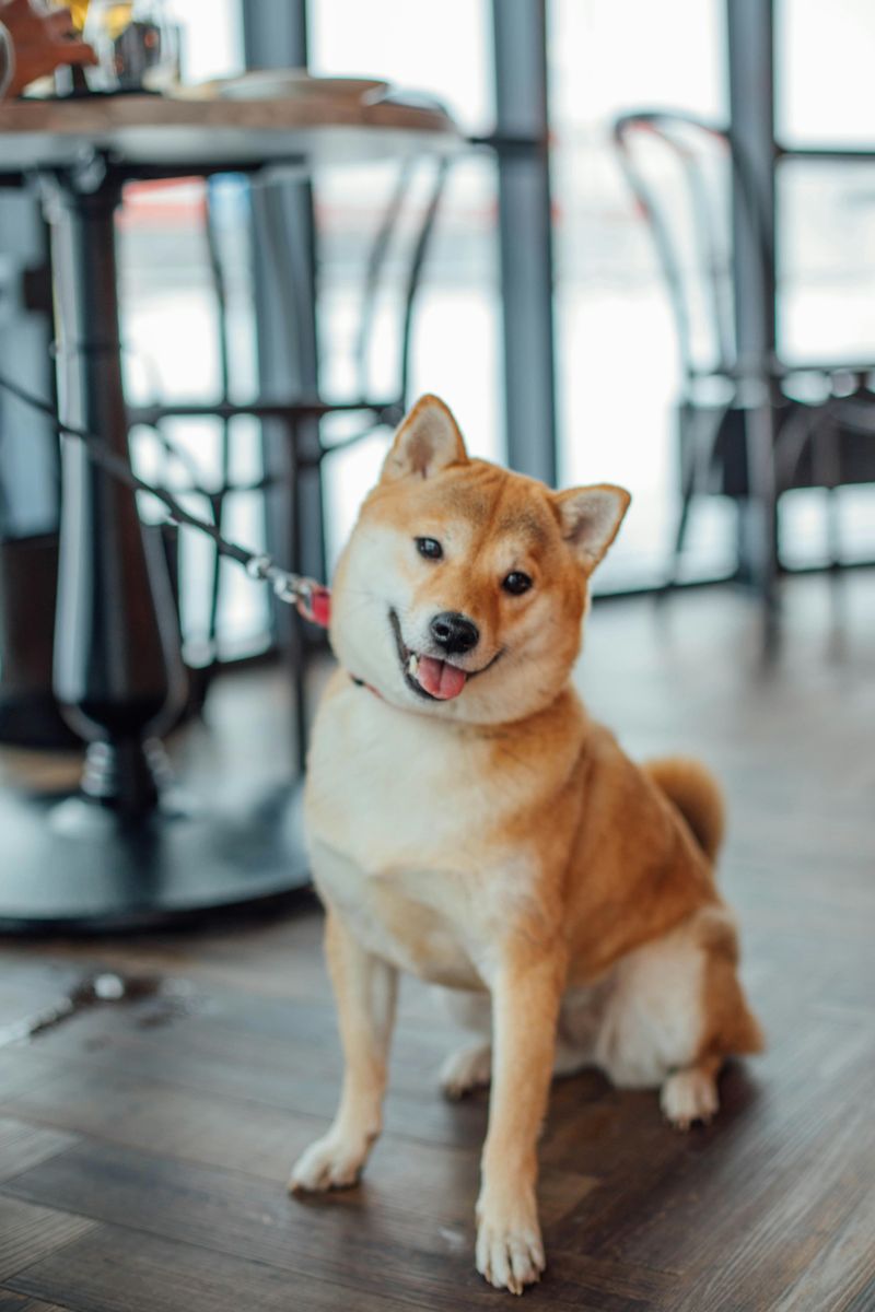 12 dog breeds that hide their stress until it suddenly boils over