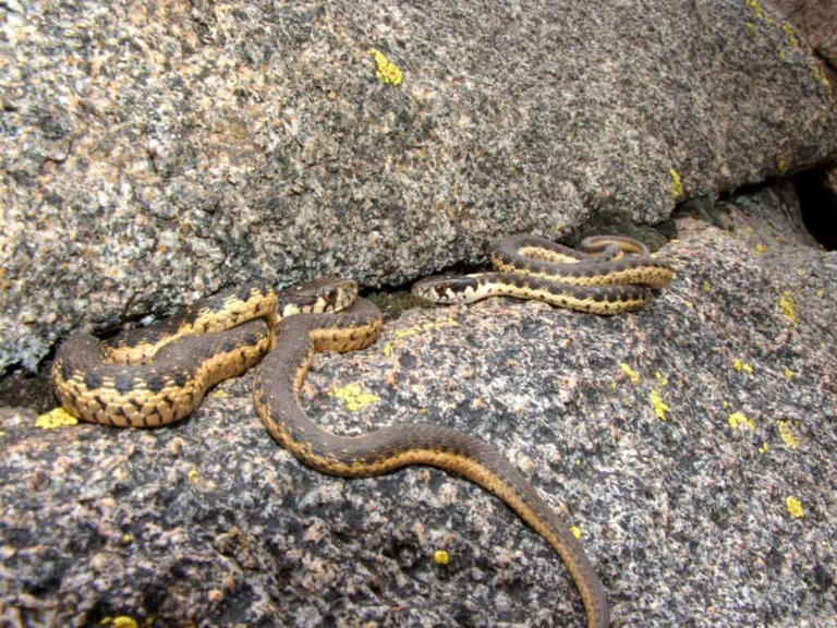 Meet the creatures most active when temperatures drop