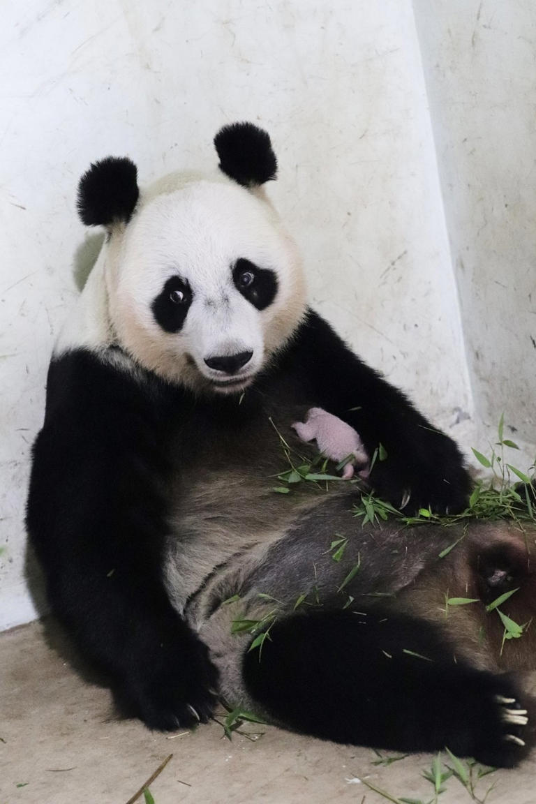 The first giant panda cub born in Indonesia is noisy and squirmy in zoo ...