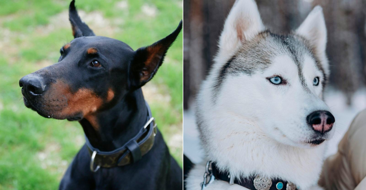 8 Dog Breeds That Learn Fast And 7 That Pretend Not To Hear You
