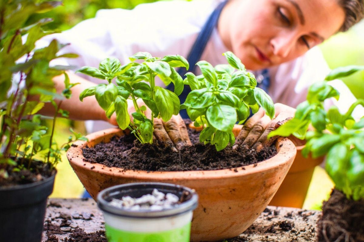 Cet étonnant secret permet de garder un basilic parfait même en plein hiver