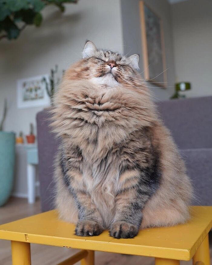 This online community documents photos of ‘supermodel cats’ that ...