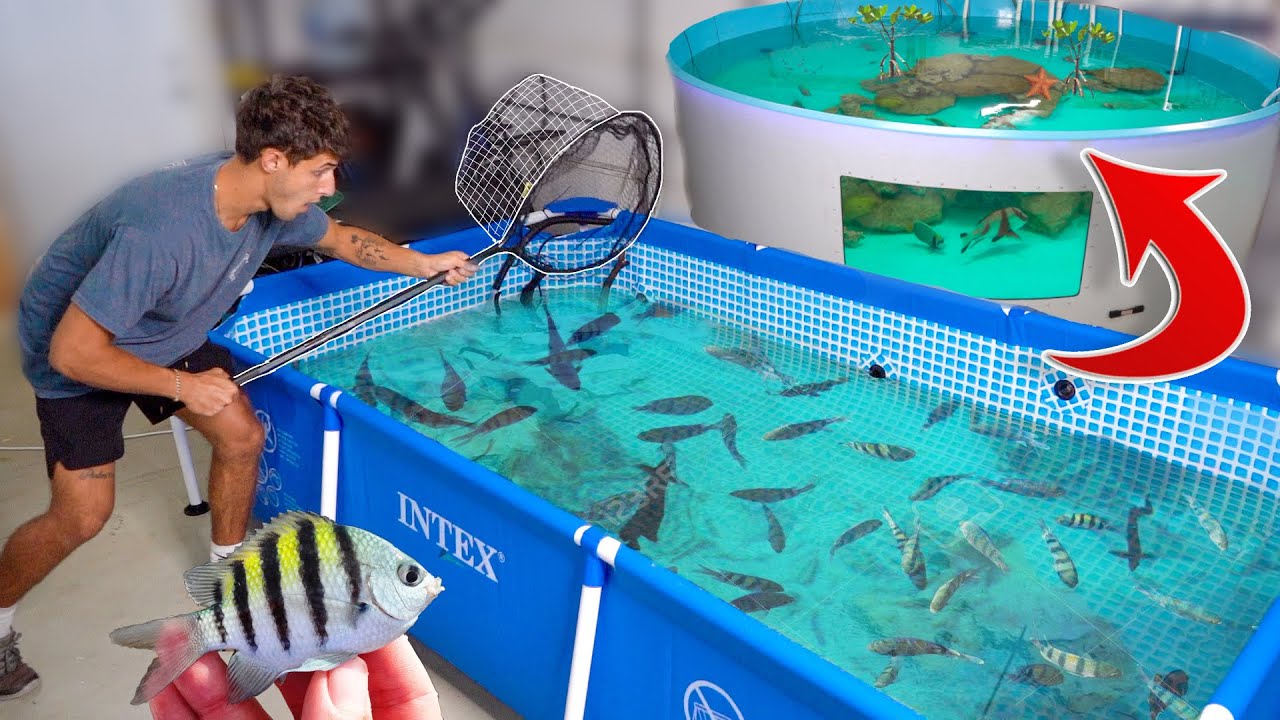 I transfer my colorful fish to a massive pond!🐠