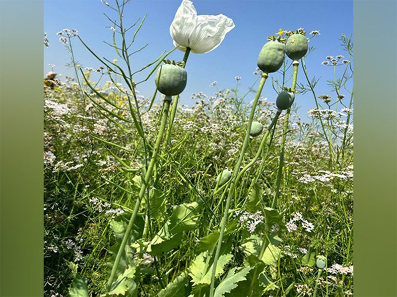 Poppy cultivation in Myanmar’s Chin along Manipur up 26%: UN report