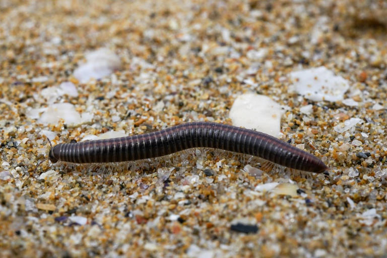 Rare 520-million-year-old fossil found with internal organs intact: 'My ...