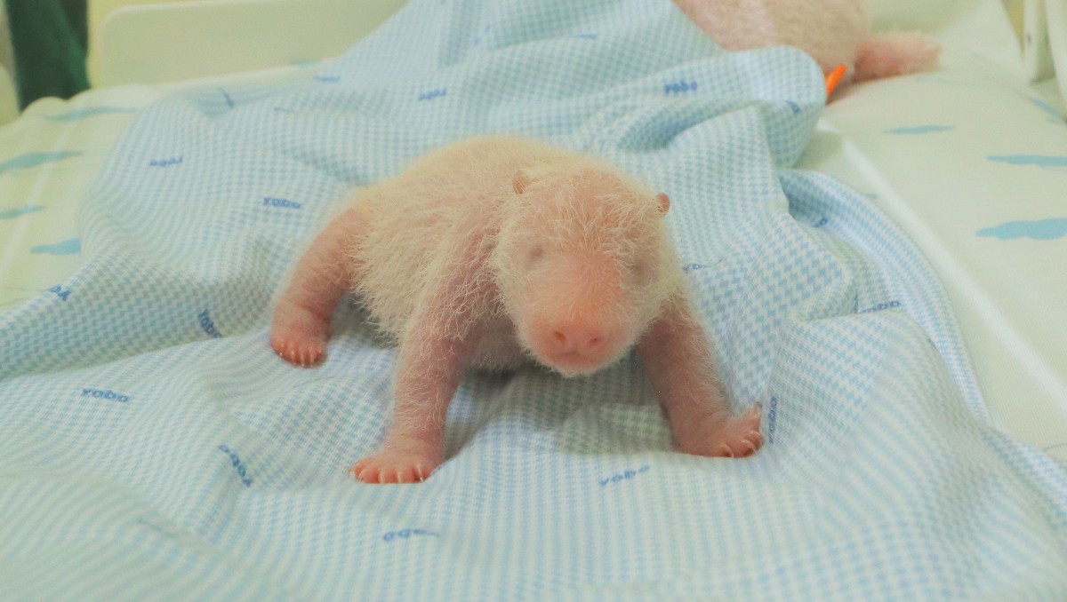 Zoológico de Java, Indonesia, celebra al bebé panda 'Satrio Wiratama ...