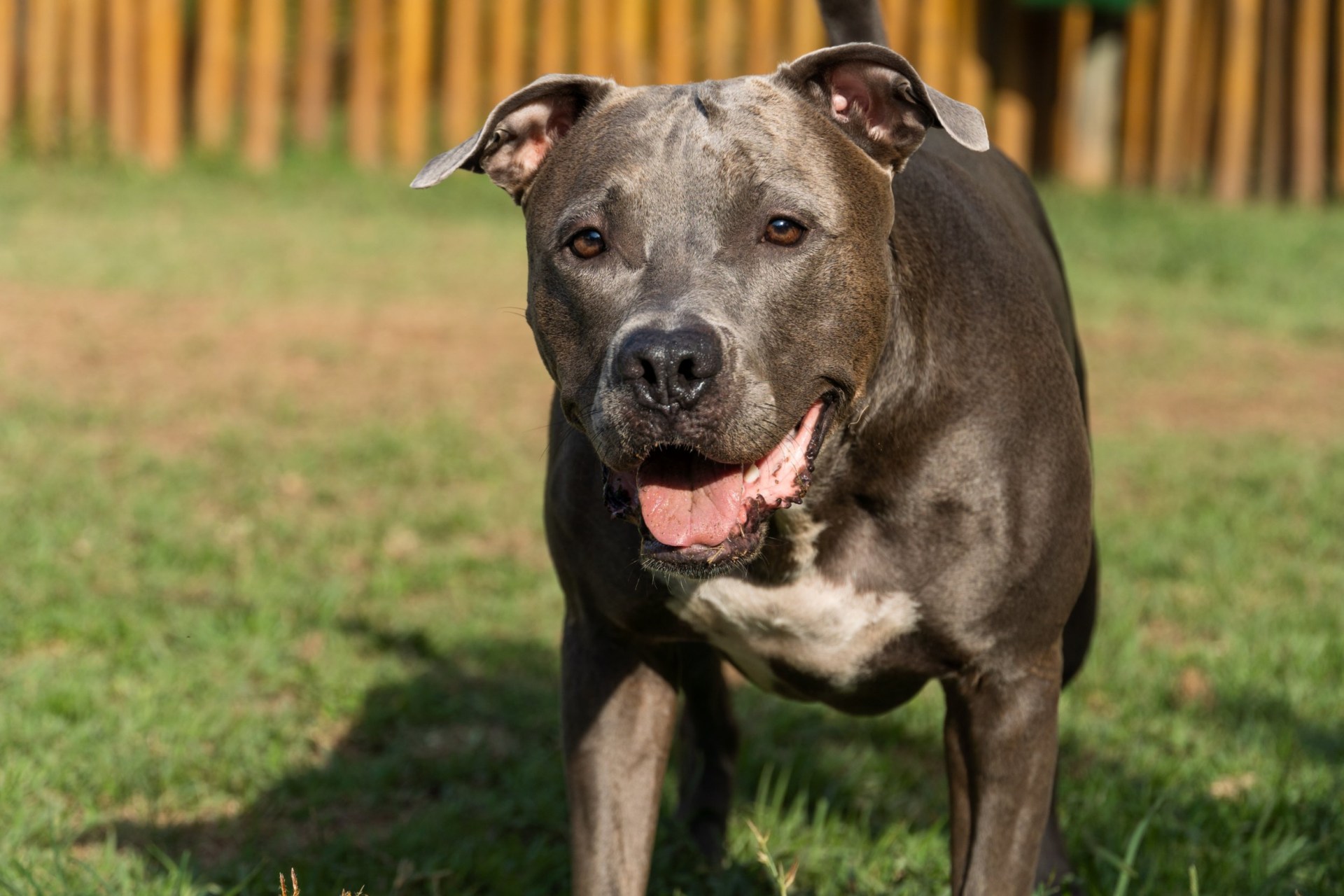 Boy mauled to death after entering room with pit bull