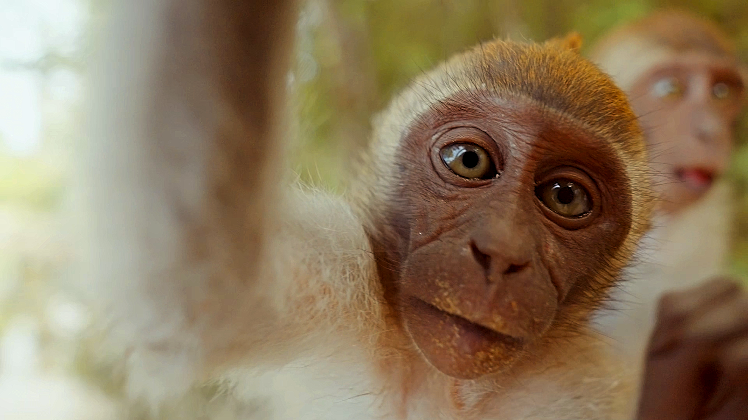 A monkey spotted my hidden camera and tried to steal it
