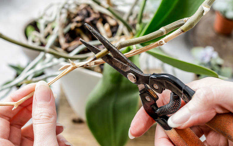 Groeien de wortels van je orchidee uit de pot? Dit is waarom je ze ...