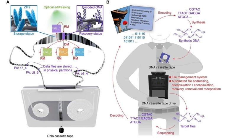 Scientists develop DNA-based cassette tape capable of storing 36 ...