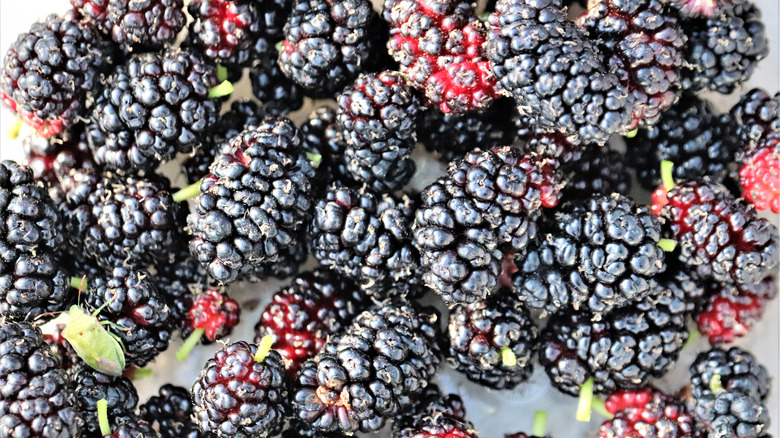 13 types of berries, explained