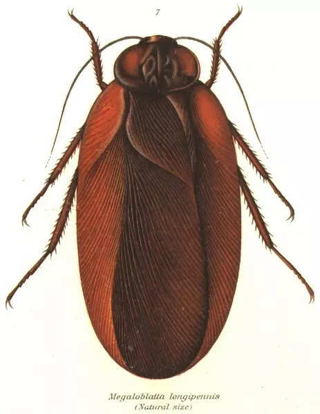 Meet the world’s largest cockroach ‘Megaloblatta longipennis’; a true ...