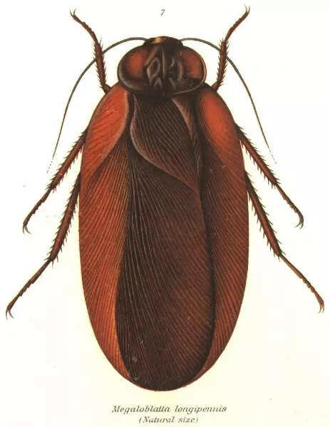 Meet the world’s largest cockroach ‘Megaloblatta longipennis’; a true ...