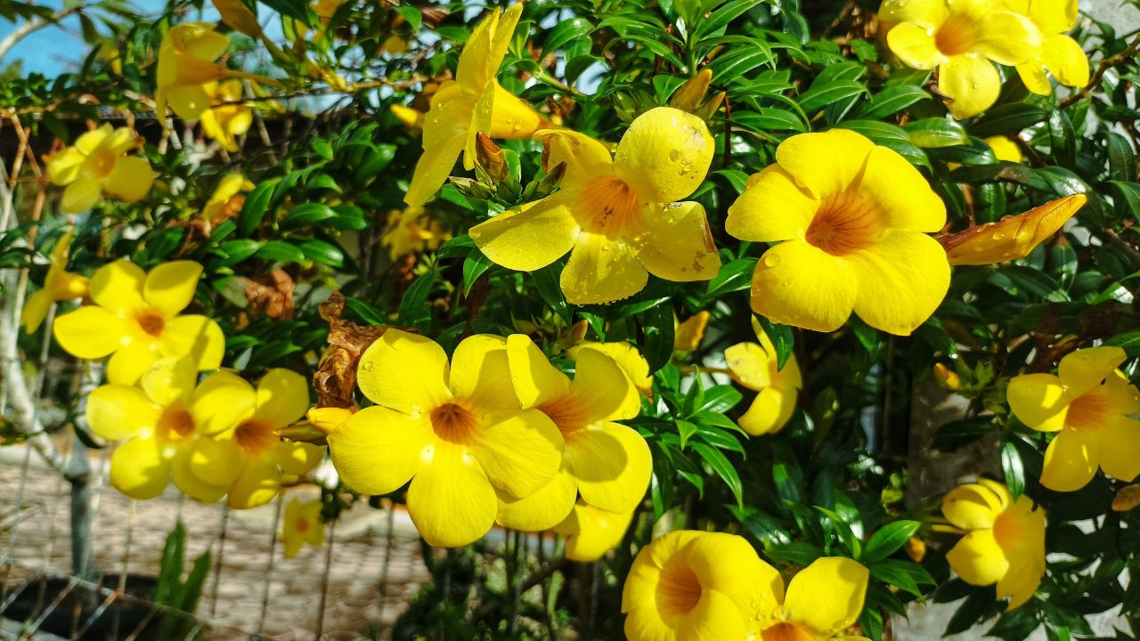 A planta ornamental que floresce o ano inteiro e é perfeita para quem quer mais privacidade
