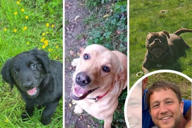 Quick-thinking hero acts fast to rescue three dogs from near chip pan fire