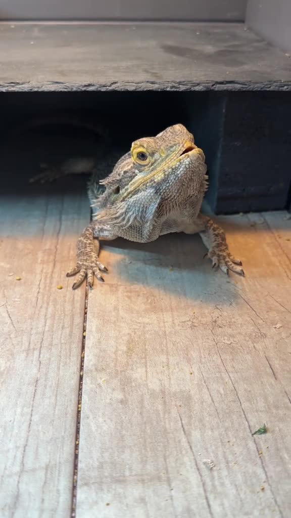 My bearded dragons rate boiled egg whites—not everyone's a fan!