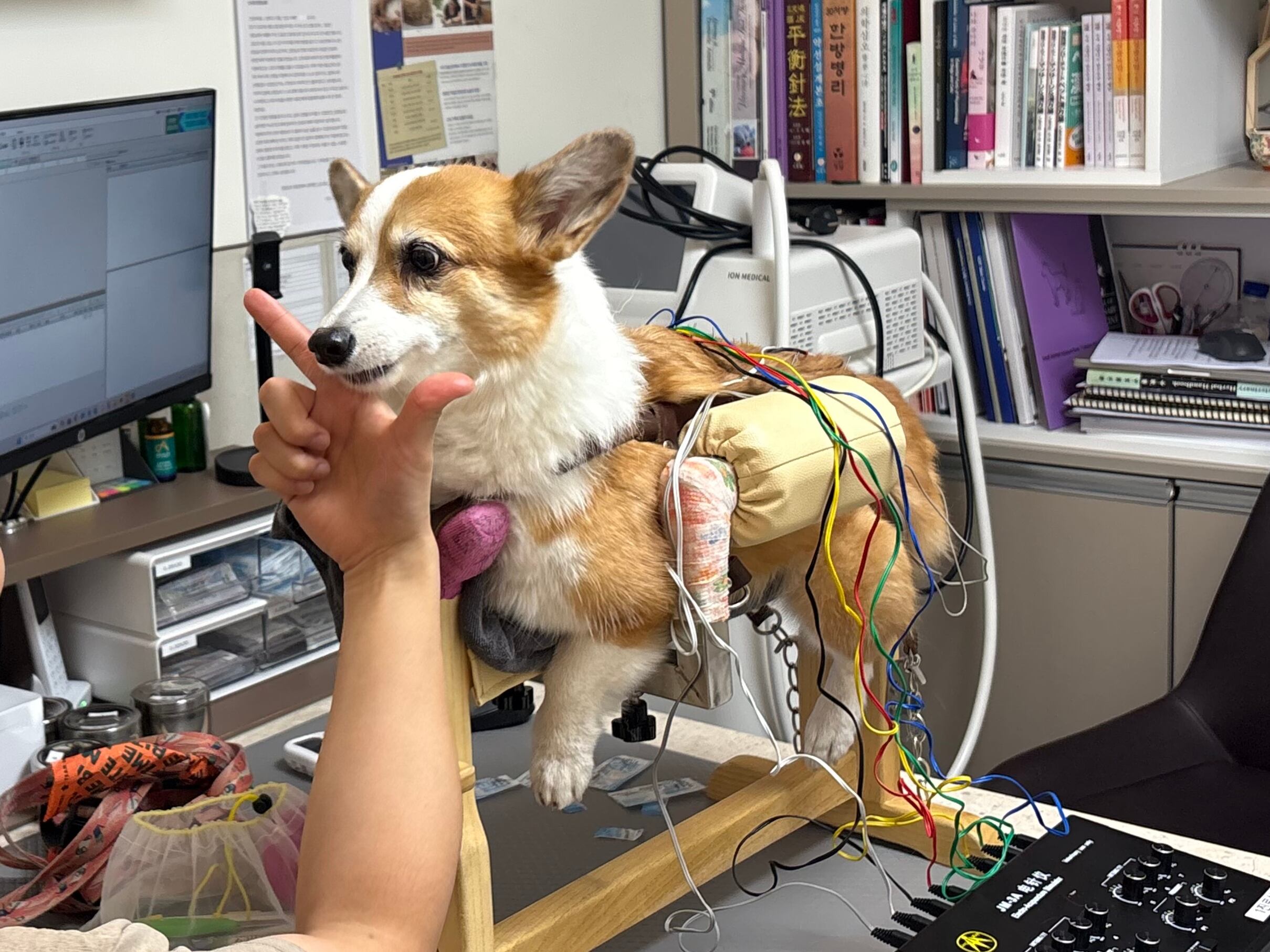 Senior dogs undergo acupuncture, aquatic rehab