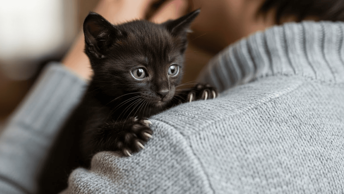 Does your kitten knead you? These are the reasons behind this cute habit