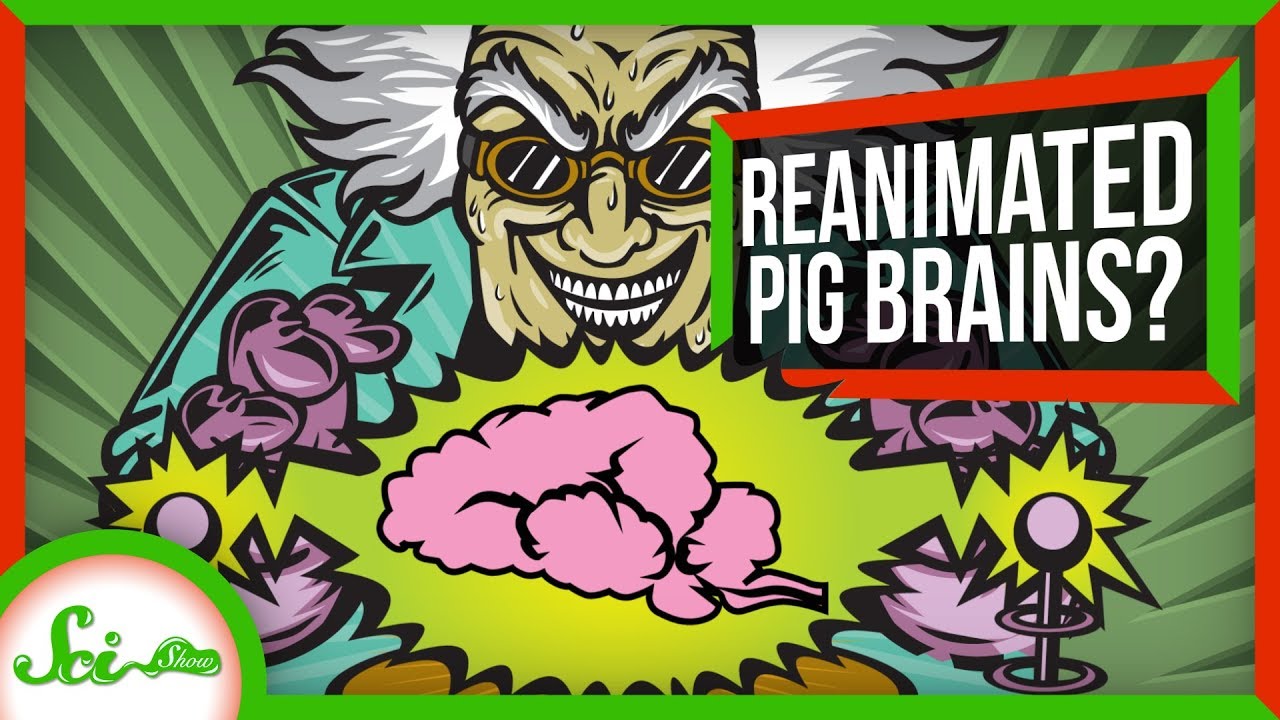What that pig brain study really tells us